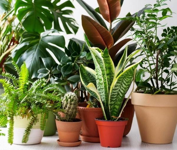 Yeni Başlayanlar İçin En Kolay Bakılan 10 Ev Bitkisi - Çiçekliq
